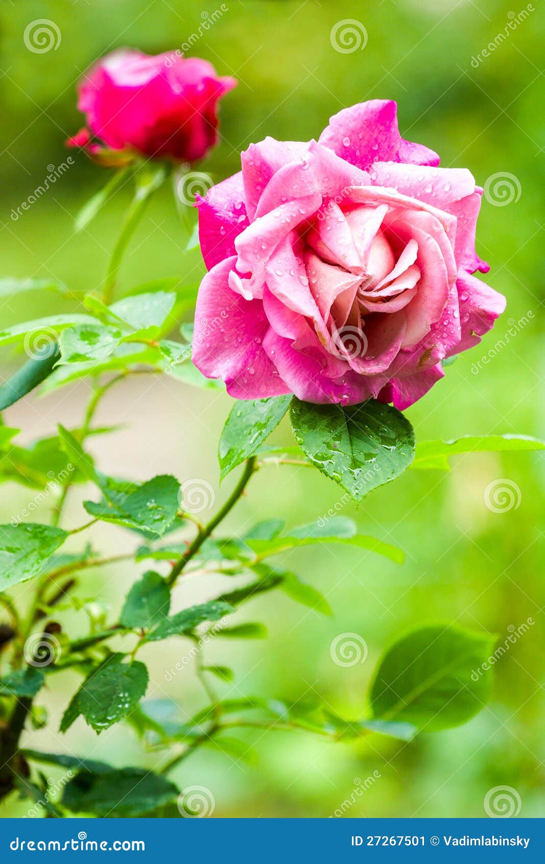 Beautiful Pink Rose in a Garden Stock Image - Image of garden, nature ...
