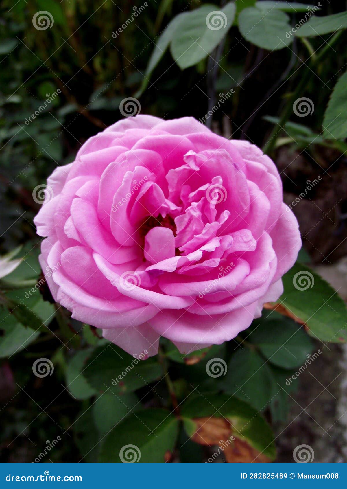 Beautiful Pink Rose in the Garden Stock Image - Image of flora, love ...