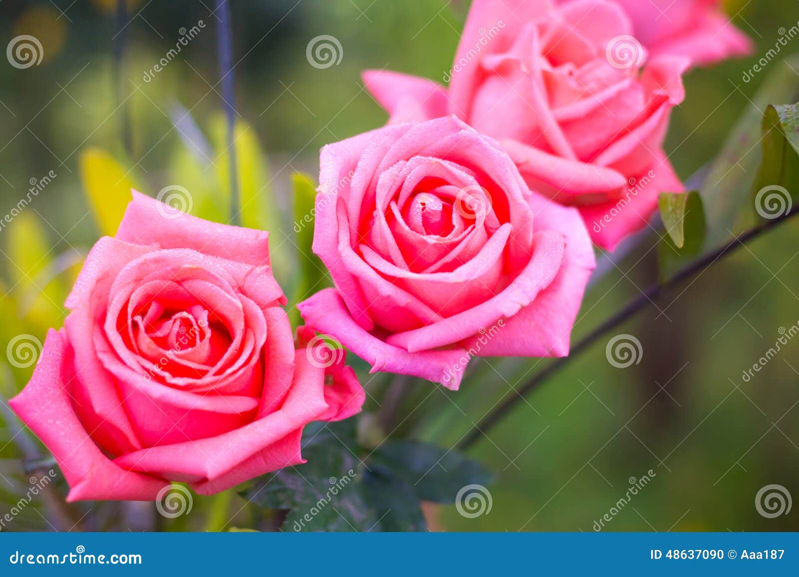 Beautiful Pink rose stock photo. Image of natural, background - 48637090