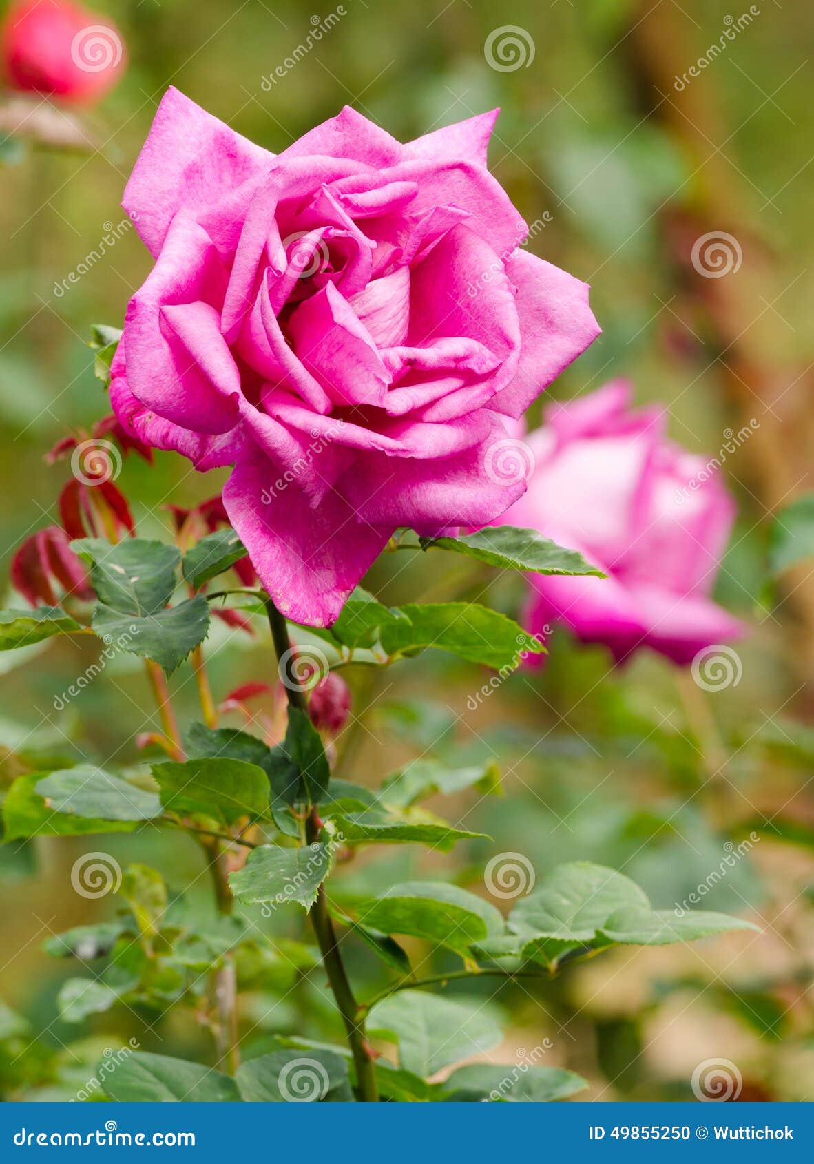 Beautiful Pink Rose in a Garden Stock Photo - Image of abstract, fresh ...