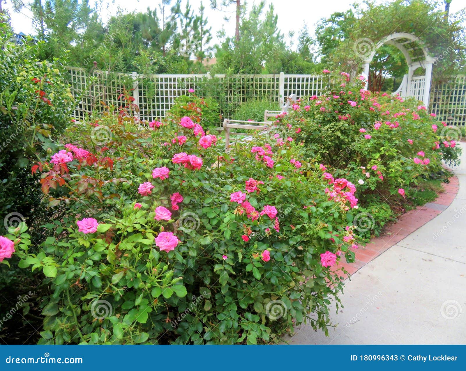 Beautiful Pink Rose Garden in Full Bloom Stock Image - Image of white ...