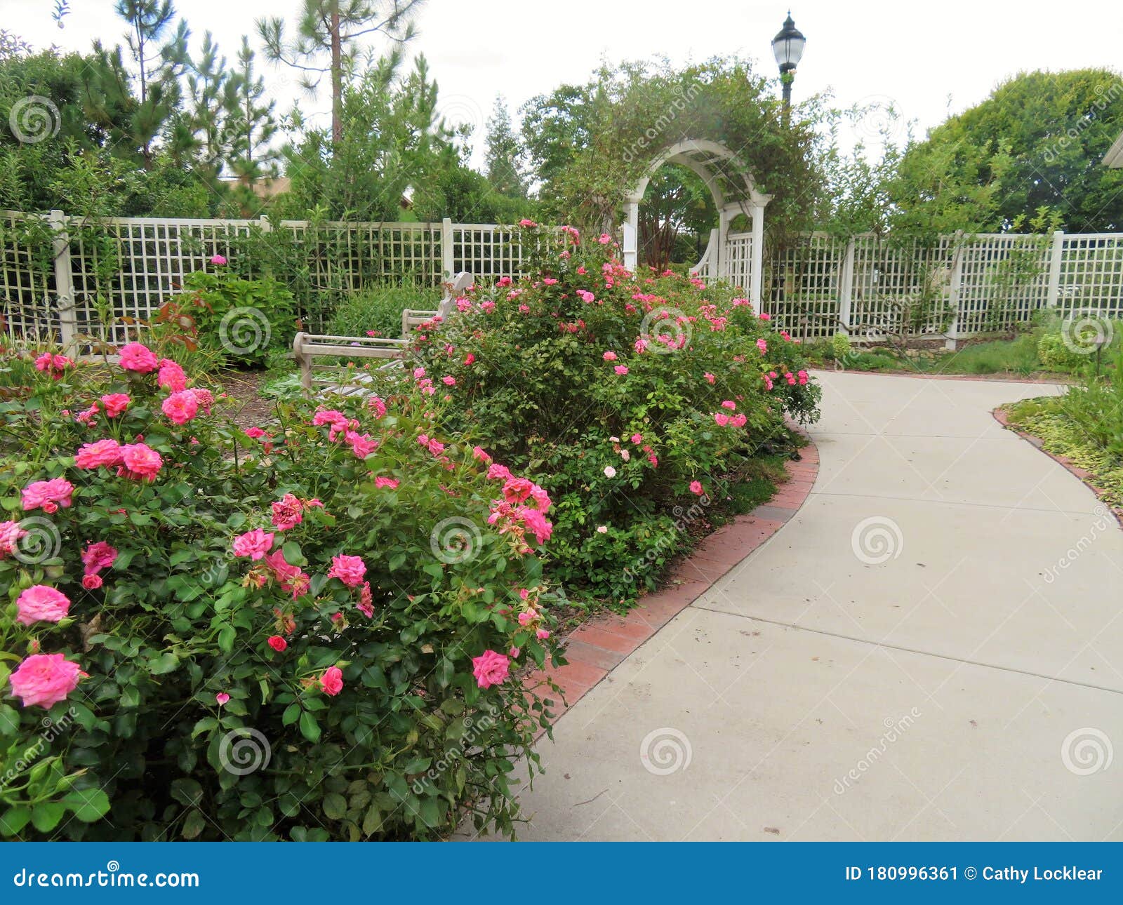 Beautiful Pink Rose Garden in Full Bloom Stock Image - Image of ...