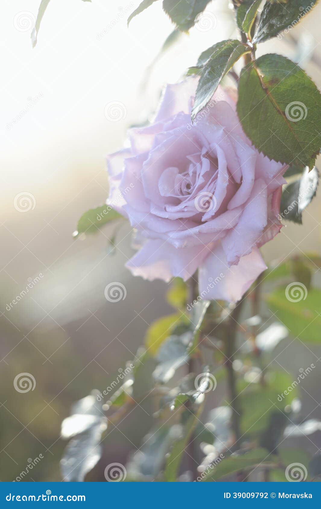 Beautiful Pink Rose in a Garden Stock Photo - Image of color, outdoors ...