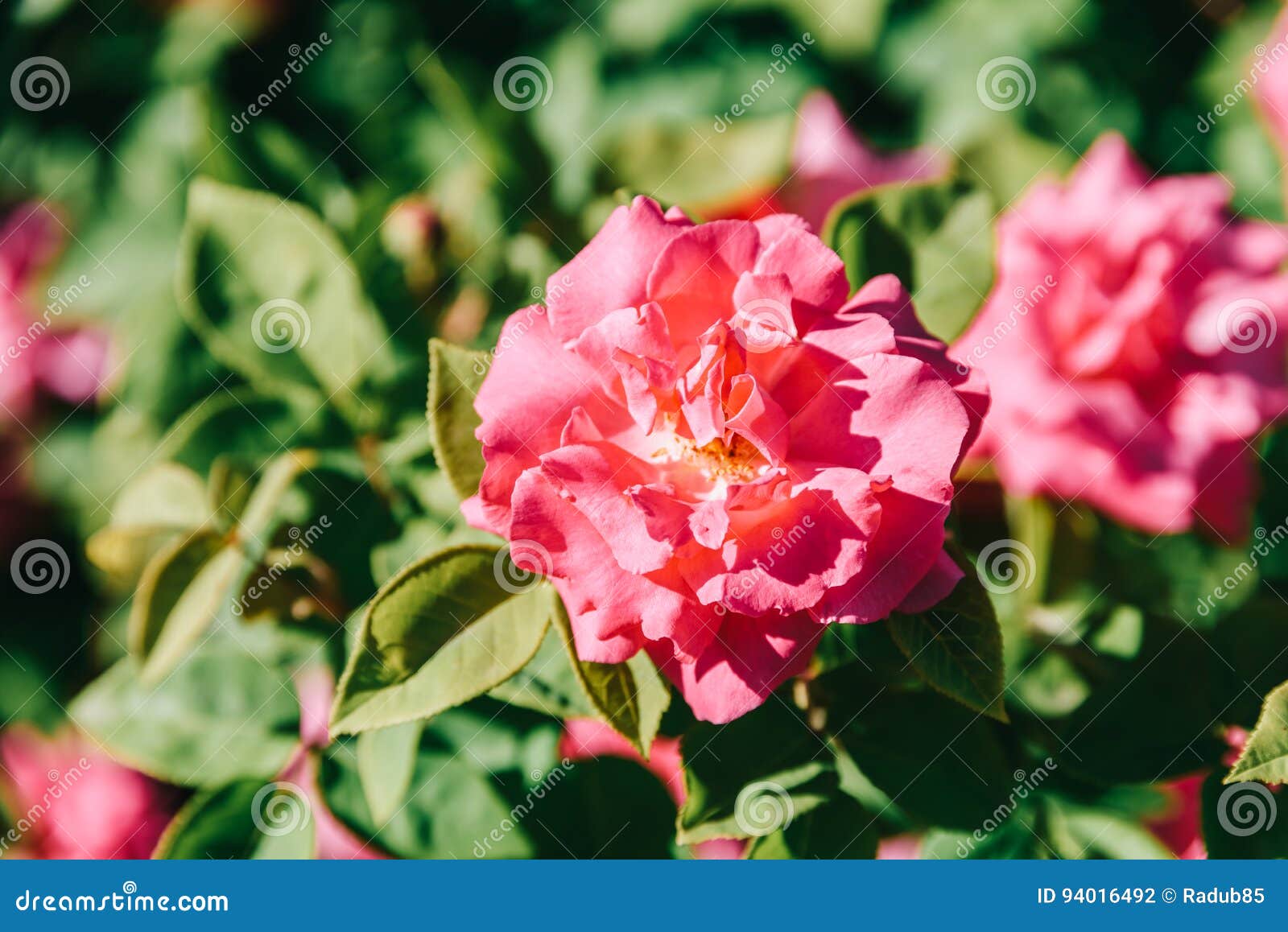 Beautiful Pink Rose Garden stock photo. Image of green - 94016492