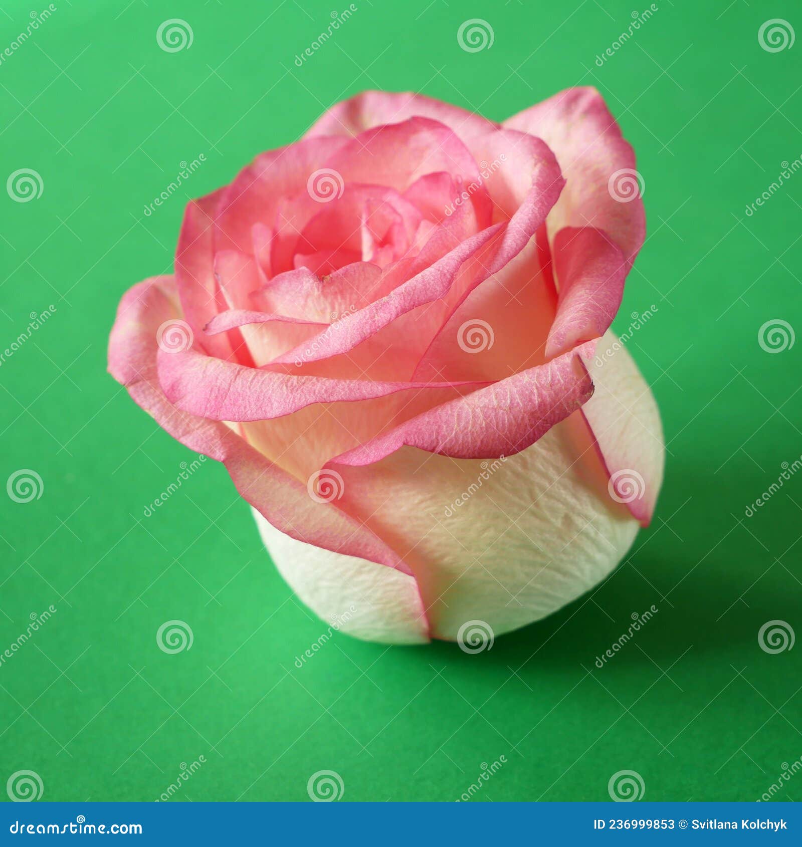 Beautiful Pink Rose on Green Background Stock Image - Image of bunch ...