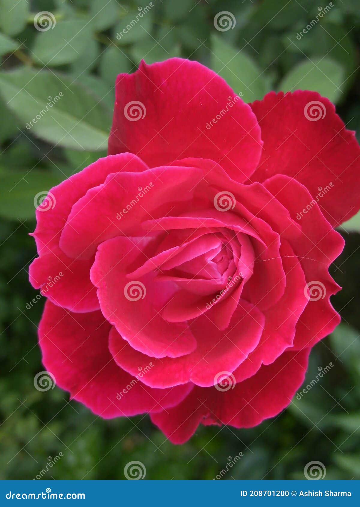 Beautiful Pink Rose with Green Leaves in Background Stock Photo - Image ...