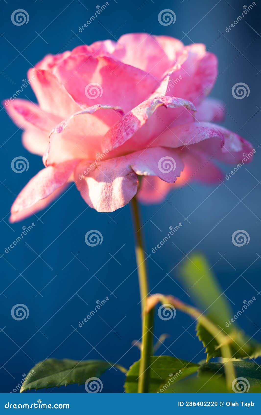 Beautiful Pink Rose Growing in the Garden Stock Image - Image of roses ...