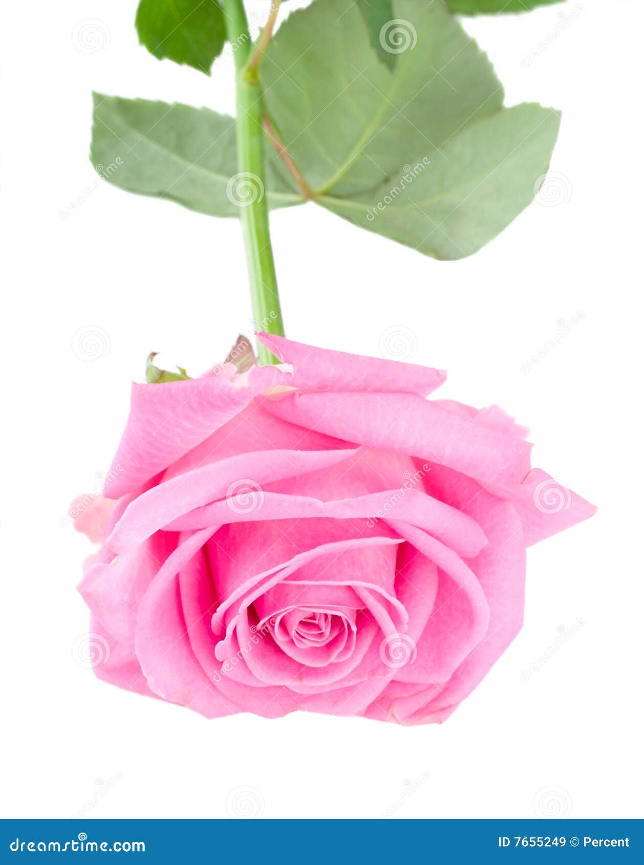 Beautiful Pink Rose Isolated Stock Image - Image of valentine, stem ...