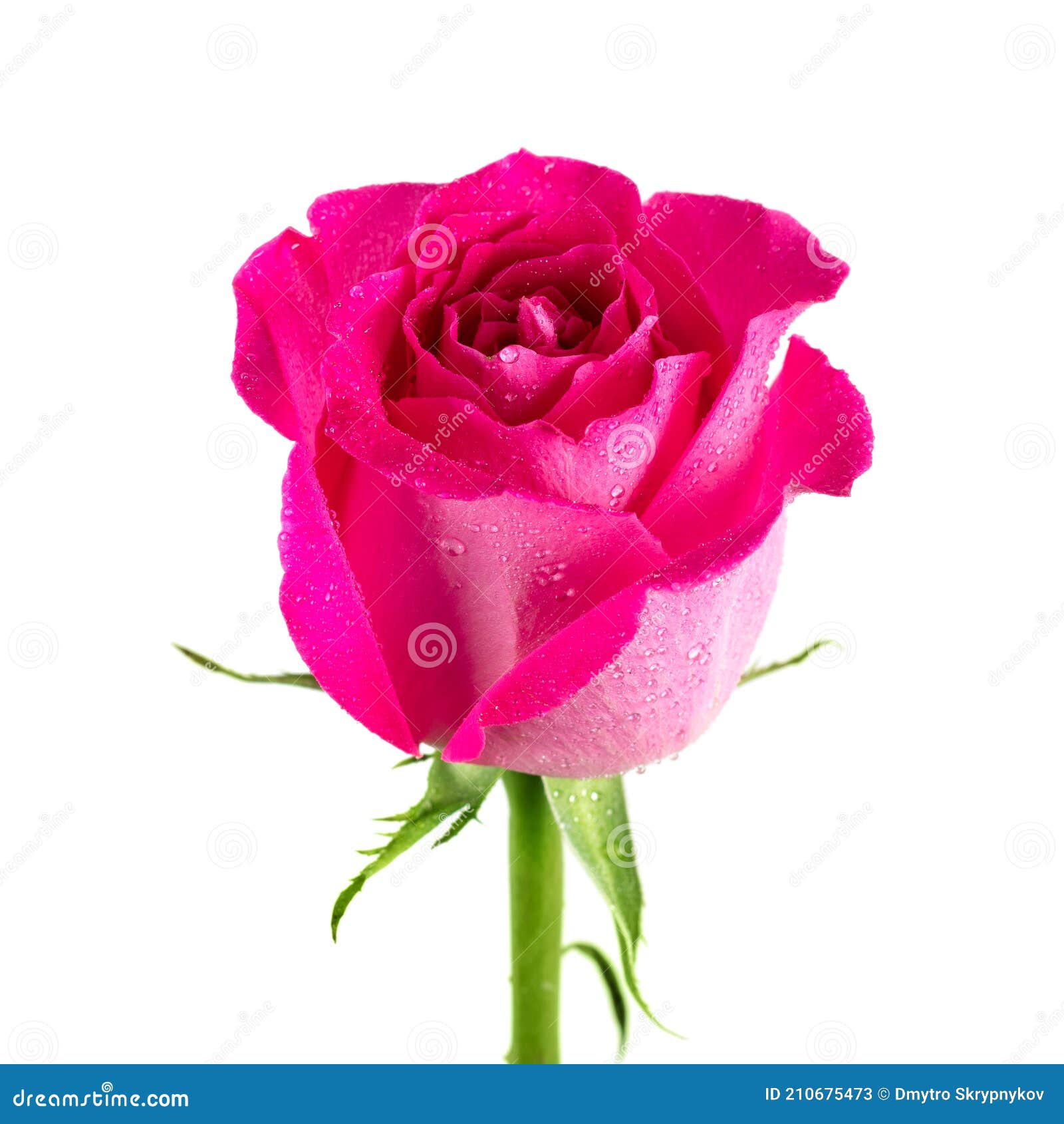 Beautiful Pink Rose Isolated on White Background Stock Image - Image of ...