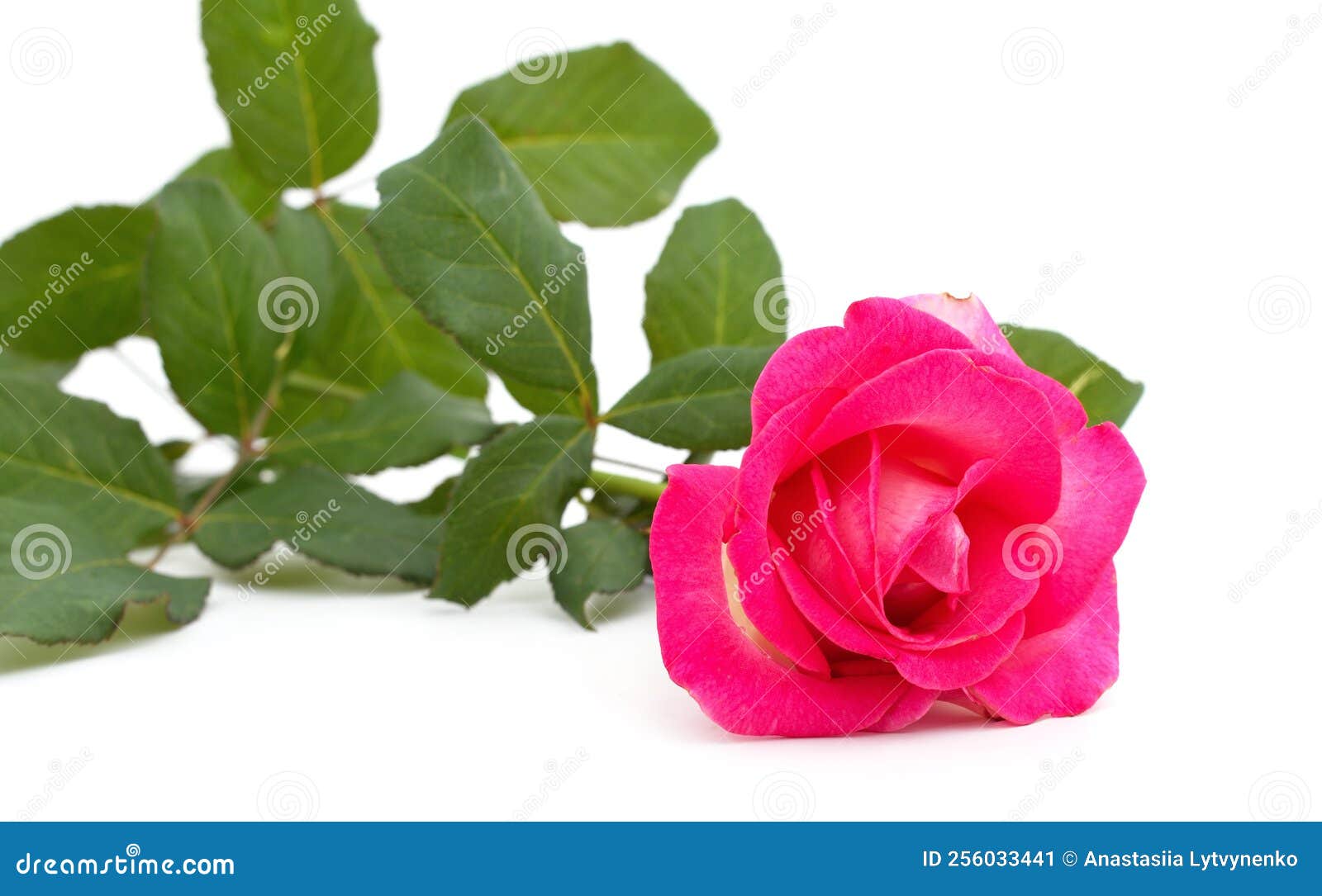 Beautiful pink rose stock image. Image of bright, birthday - 256033441