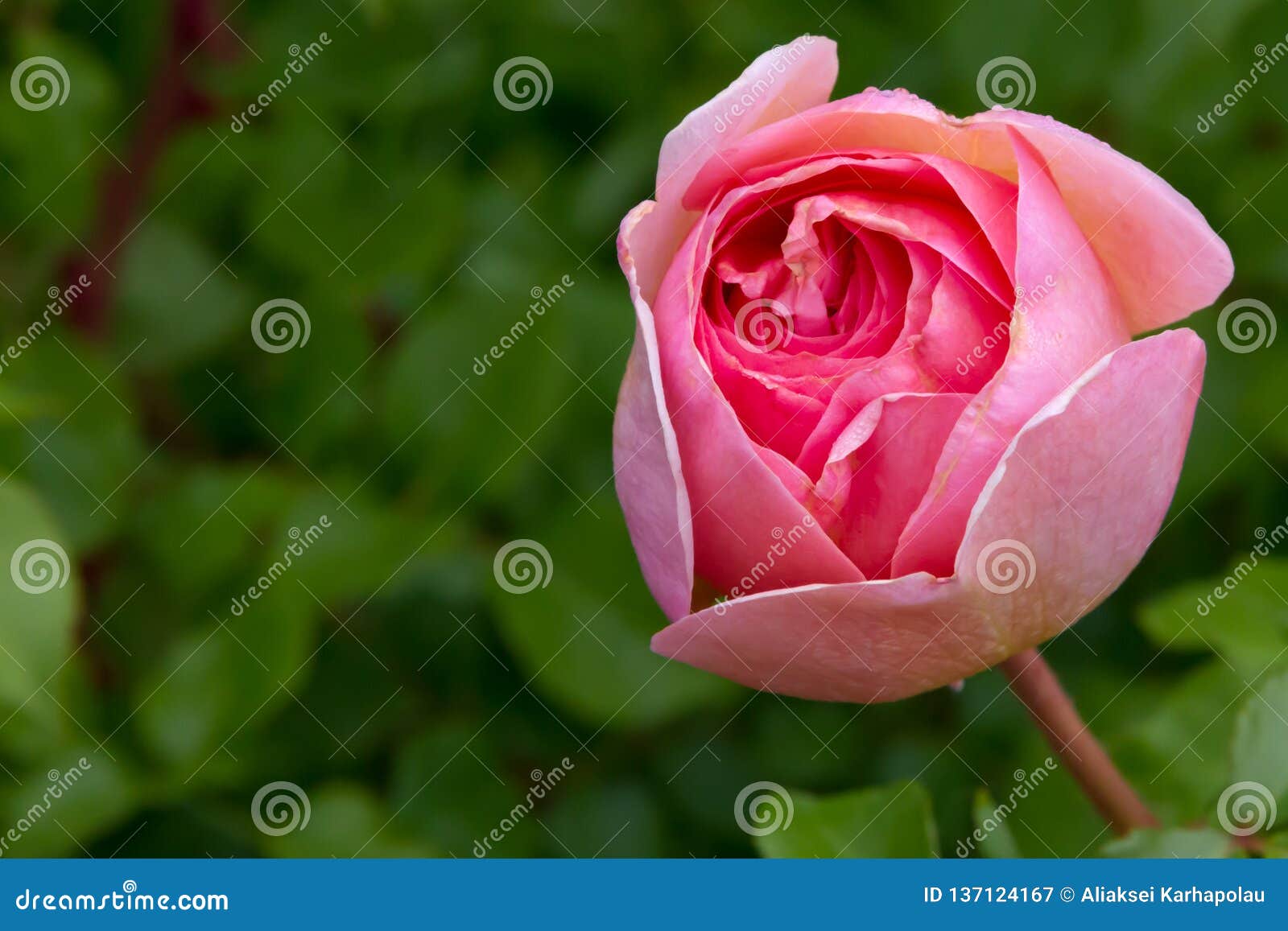 Beautiful Pink Rose Like a Ball Stock Image - Image of botany, natural ...