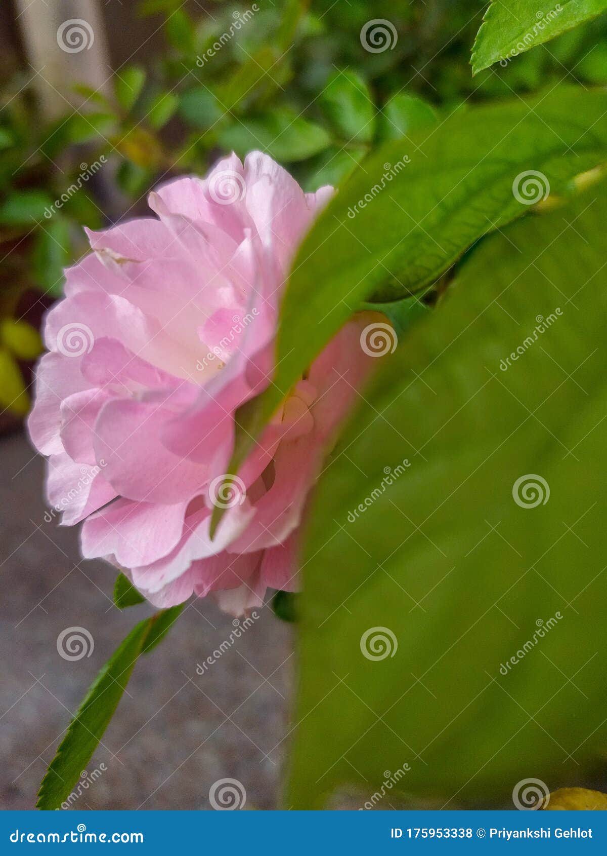Beautiful Pink Rose Looking Fresh in Morning Light Stock Photo - Image ...