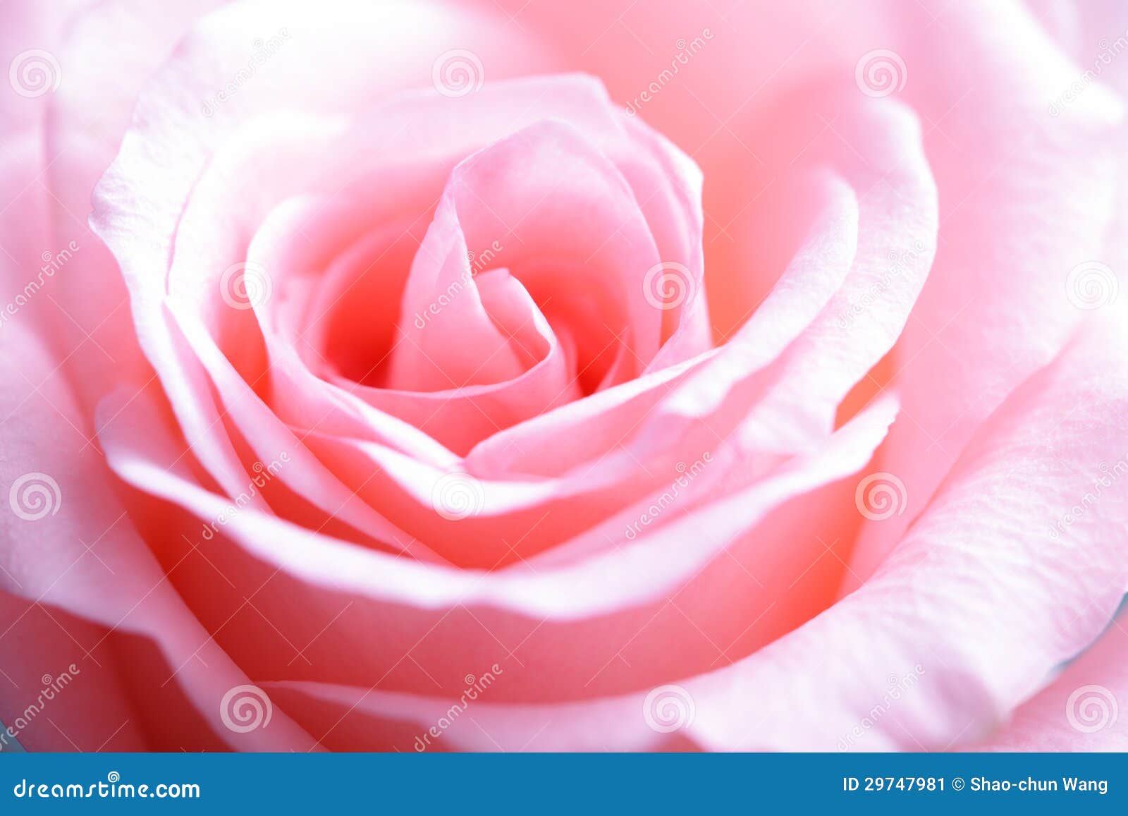 Pink rose macro stock image. Image of valentine, flower - 29747981