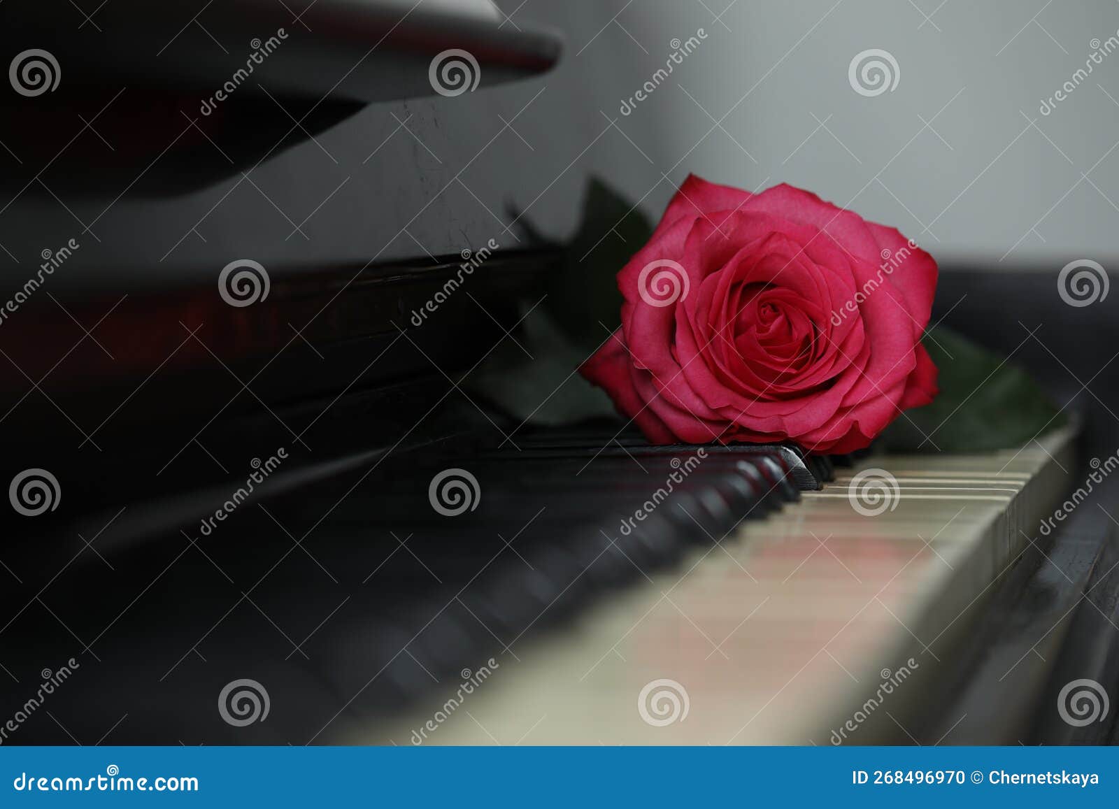 Beautiful Pink Rose and Musical Notes on Piano, Space for Text Stock ...