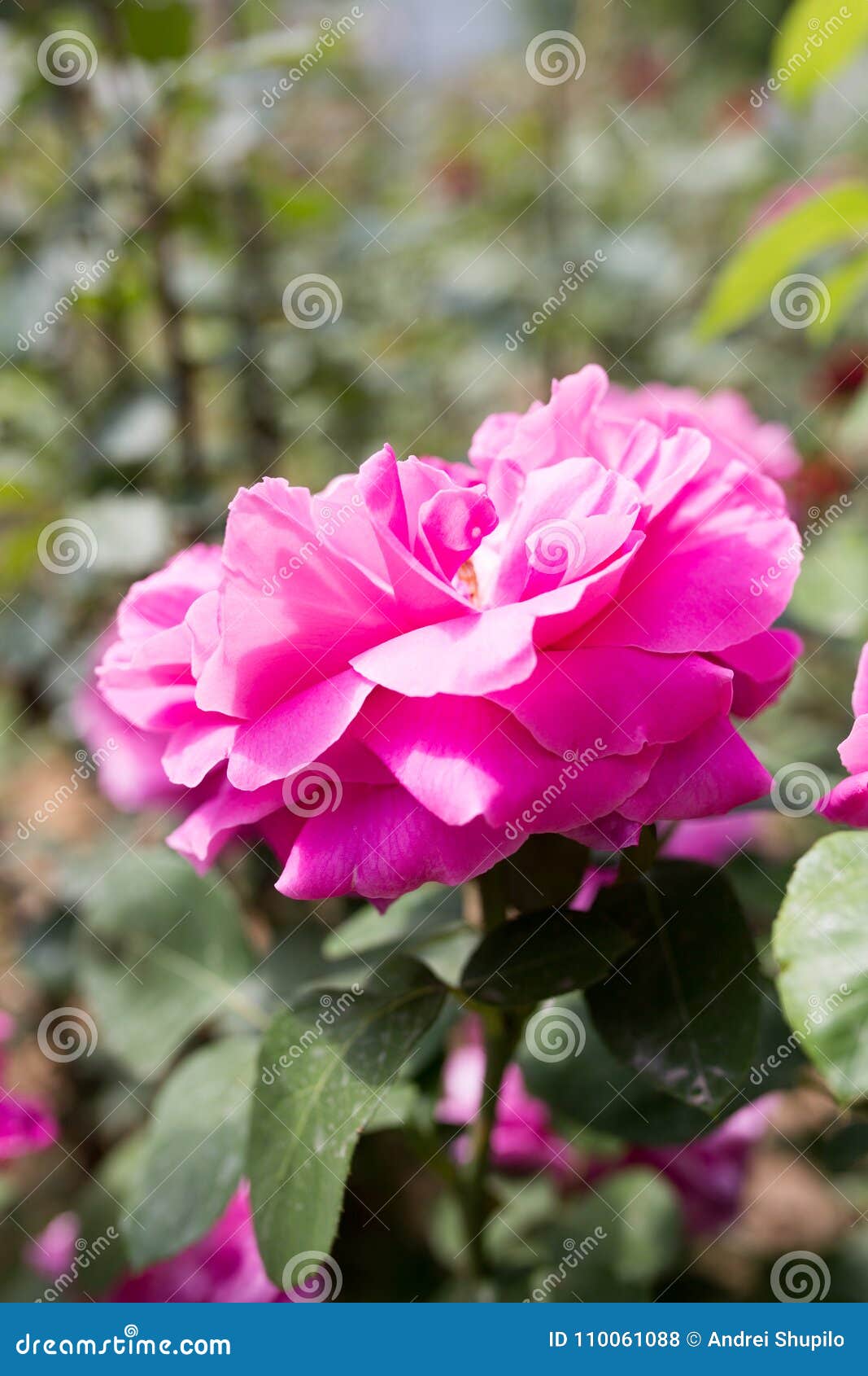Beautiful Pink Rose in Nature Stock Photo - Image of bouquet, plant ...