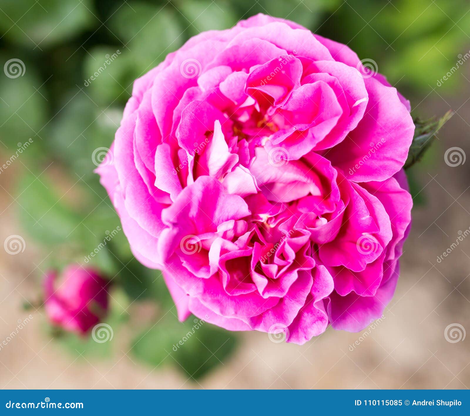 Beautiful Pink Rose in Nature Stock Image - Image of fresh, beautiful ...