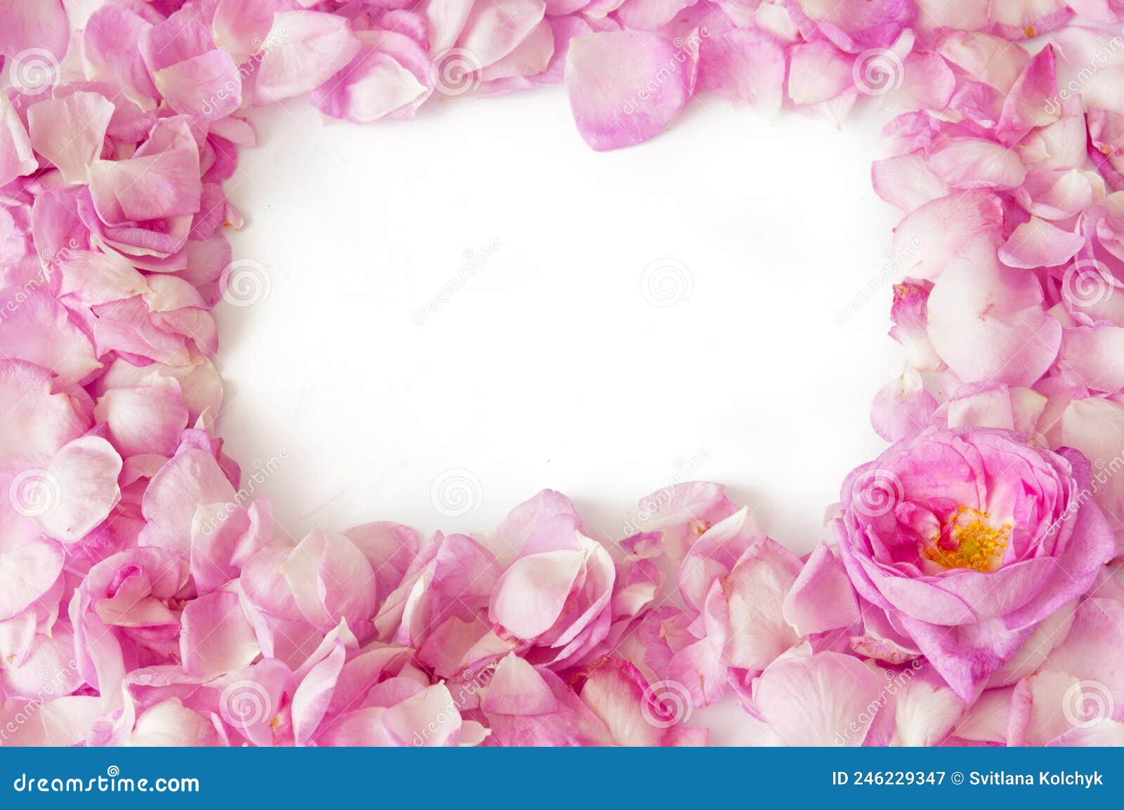 Beautiful Pink Rose Petals Background with Copy Space Stock Image ...