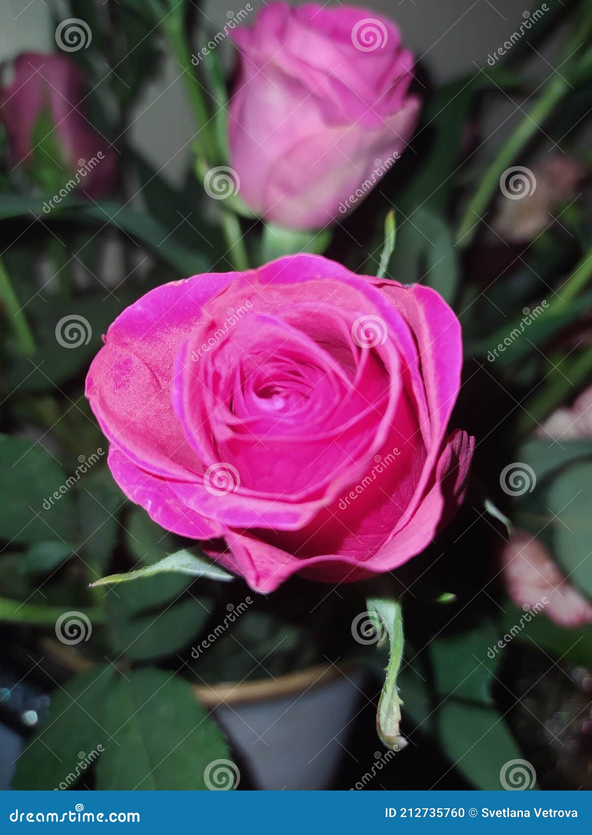 Beautiful Pink Rose, Present for Womens Day Stock Photo - Image of pink ...