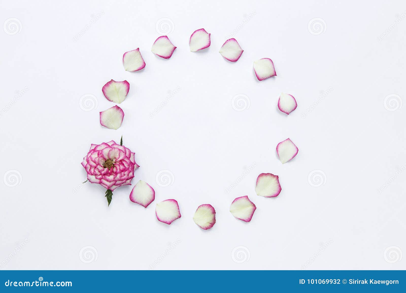 Beautiful Pink Rose Round Frame Stock Photo - Image of romance, view ...