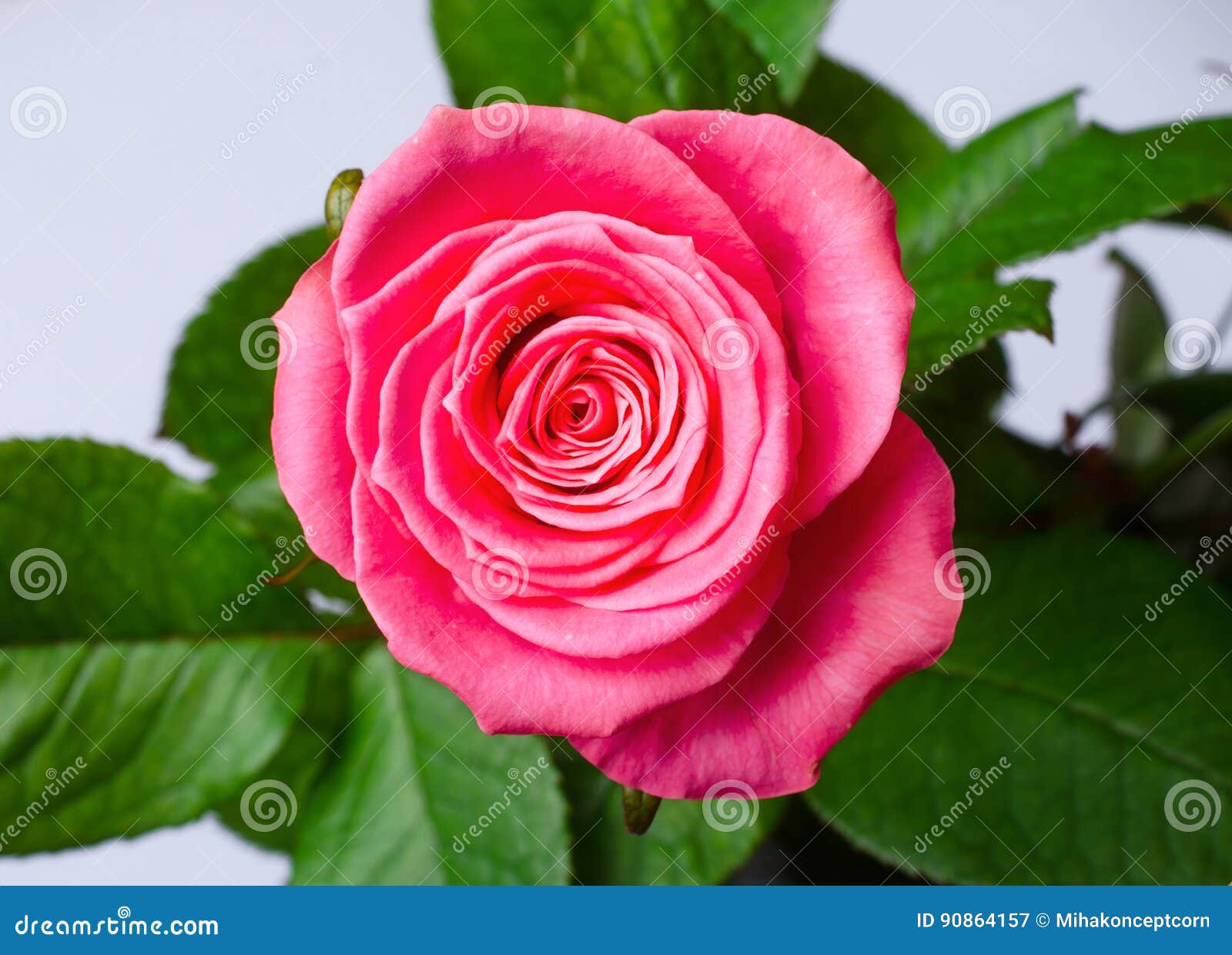 55,780 Pink Rose Top View Photos - Free & Royalty-Free Stock Photos ...