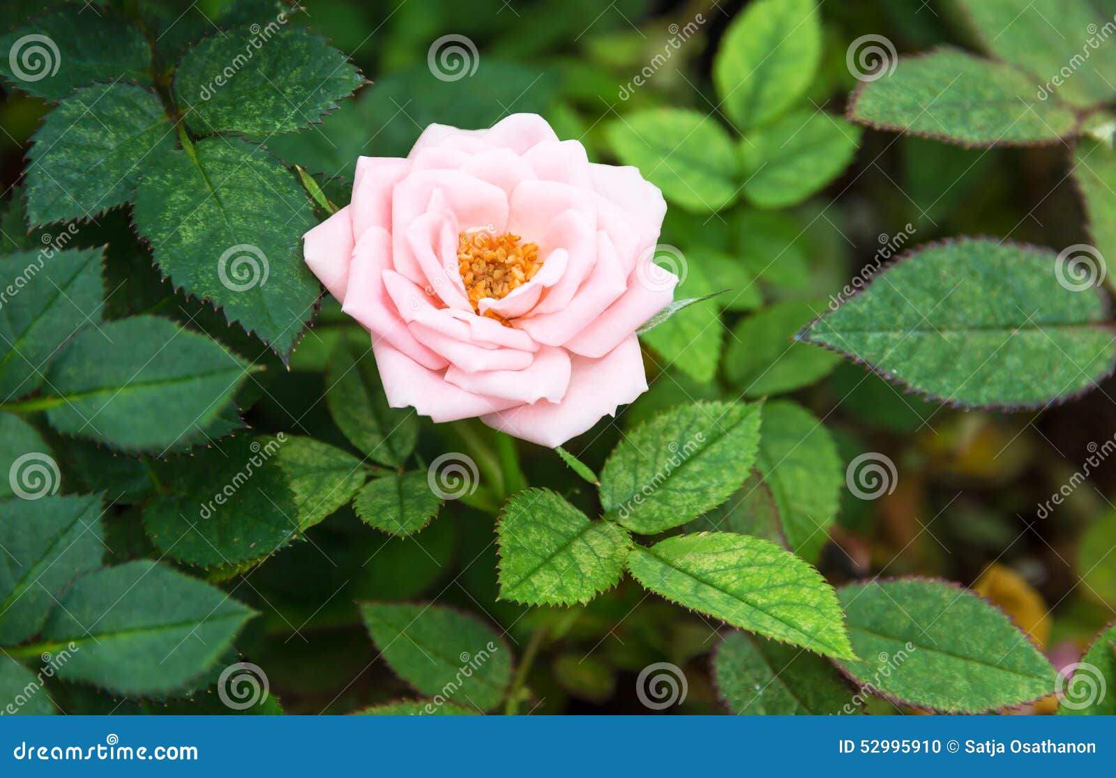 Beautiful Pink Rose Top View Stock Photo - Image of feeling, pattern ...