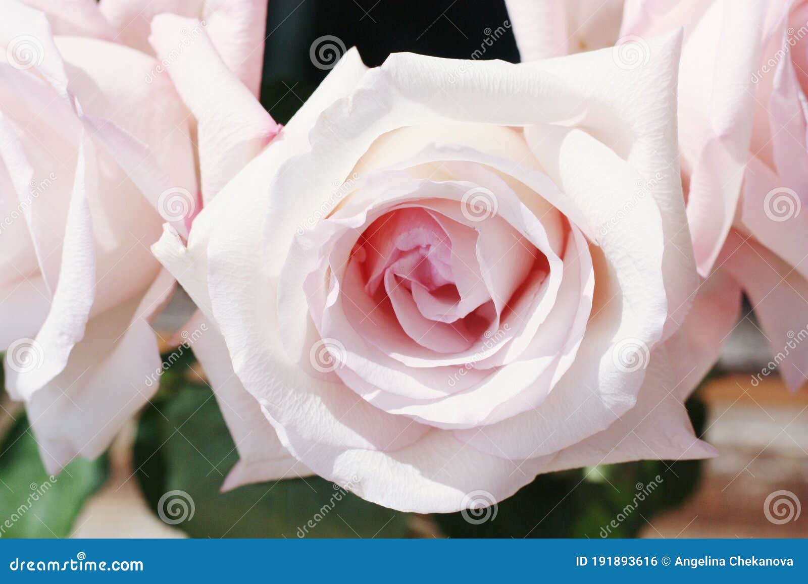 Beautiful Pink Rose in a Vase Macro Stock Photo - Image of vase, petals ...