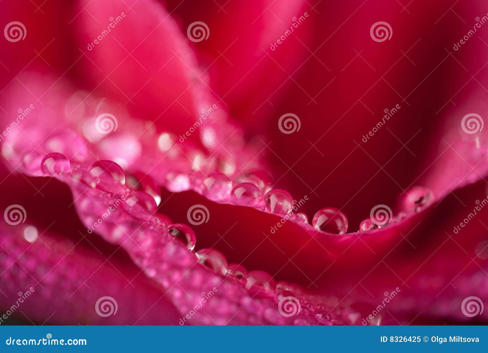 Beautiful Pink Rose with Water Droplets Stock Image - Image of gentle ...