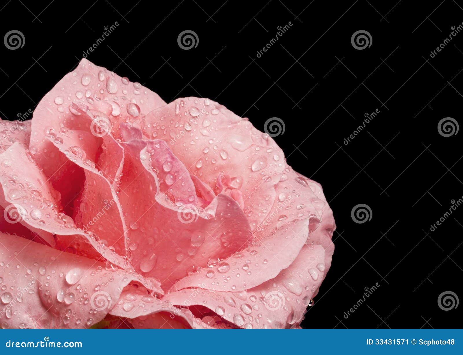 Beautiful pink rose stock image. Image of fresh, light - 33431571