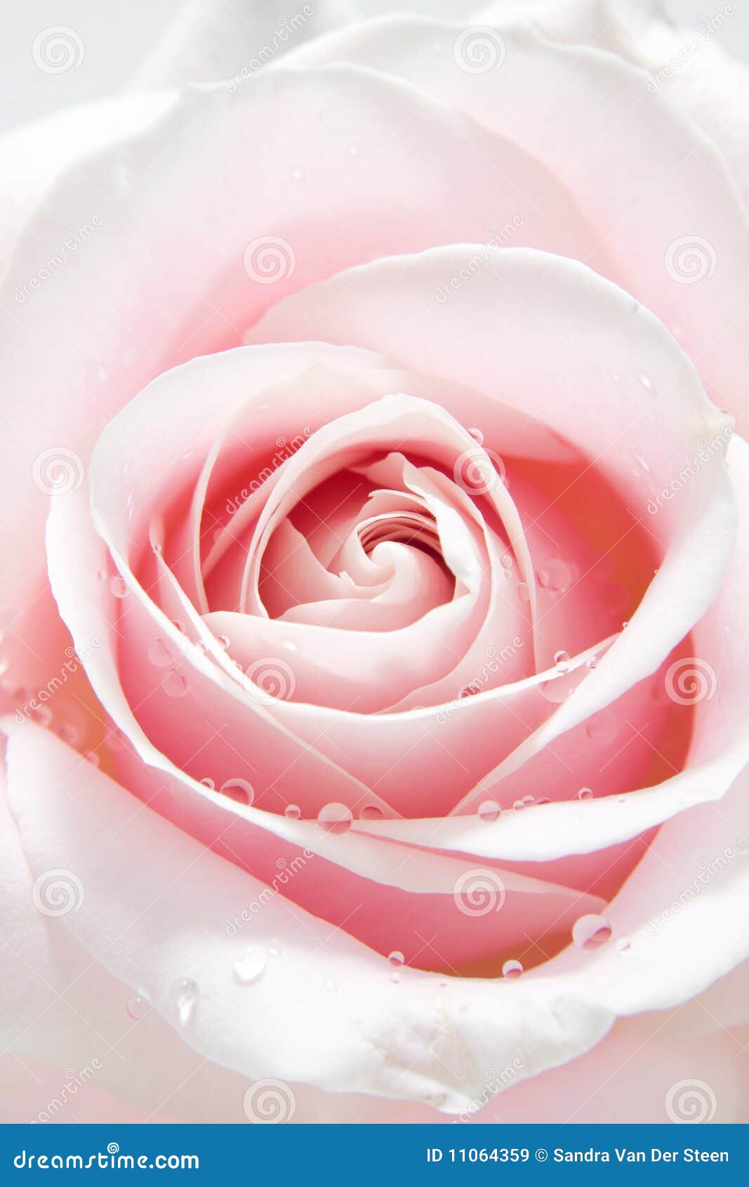 Beautiful Pink Rose with Water Drops Stock Image - Image of botanical ...