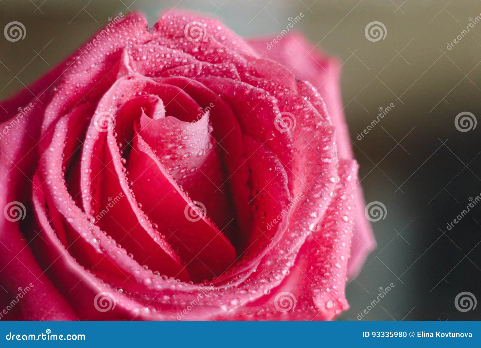 A Beautiful Pink Rose and Water Drops. Stock Photo - Image of rose ...