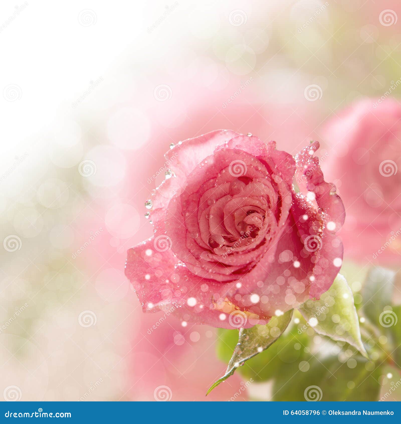 Beautiful Pink Rose with Water Drops Stock Photo - Image of wedding ...