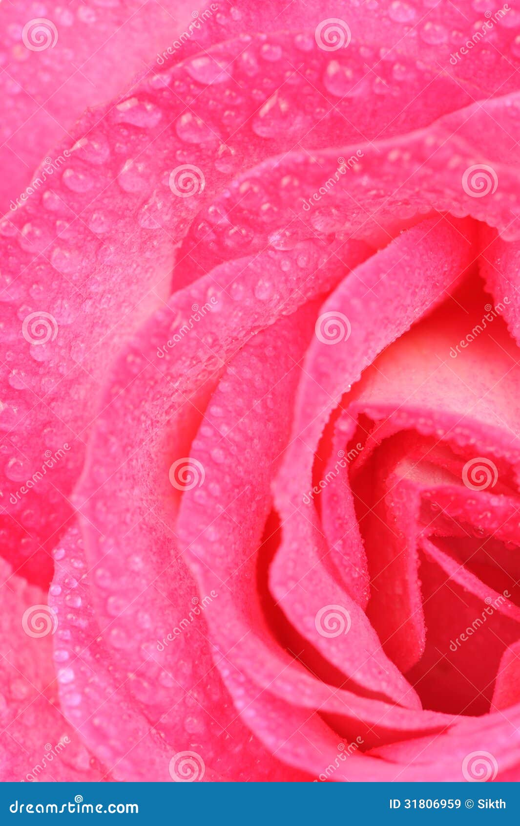 Beautiful Pink Rose with Water Drops Macro Stock Image - Image of ...