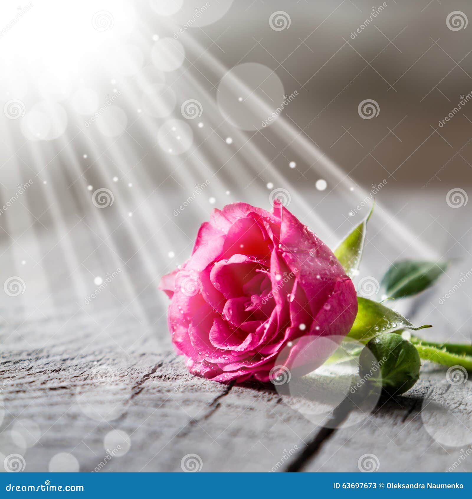 Beautiful Pink Rose with Water Drops on Rustic Background Stock Image ...