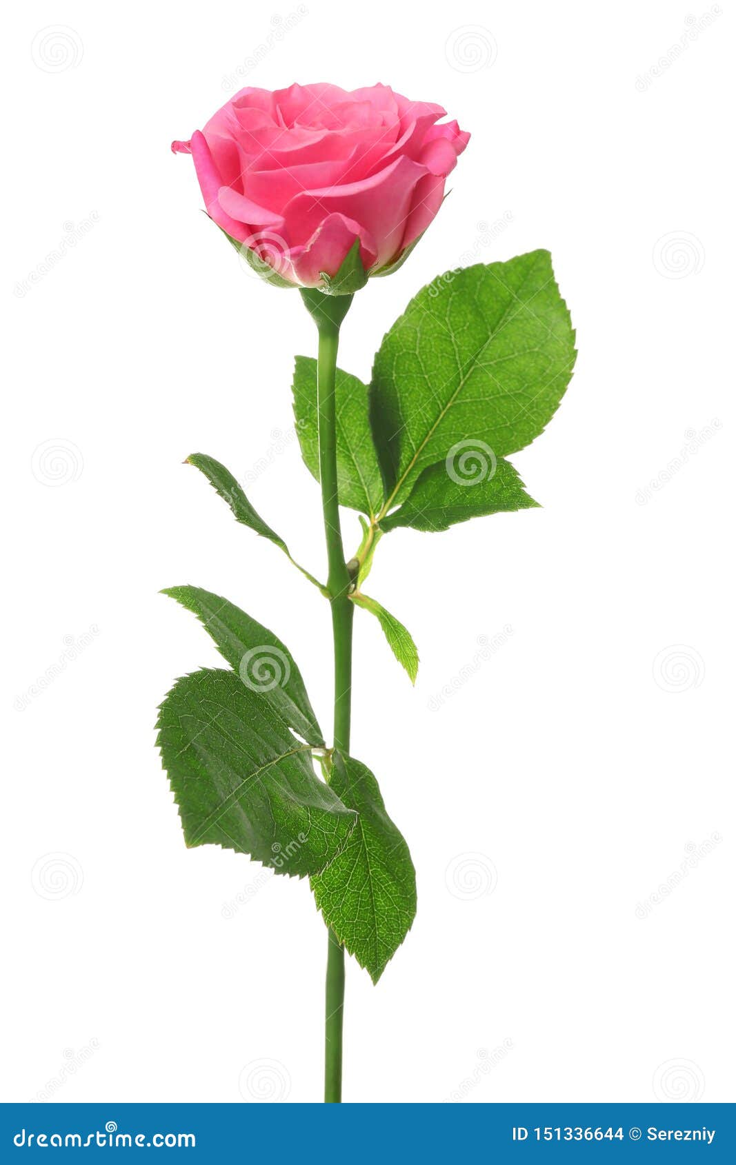 Beautiful Pink Rose on White Background Stock Photo - Image of pink ...