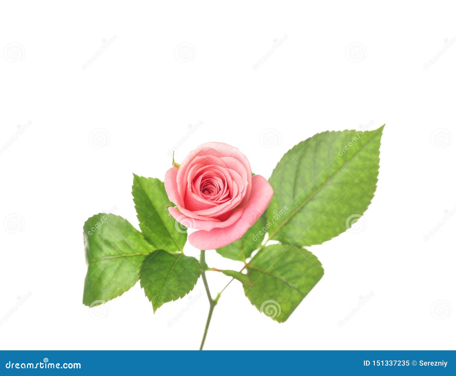 Beautiful Pink Rose on White Background Stock Image - Image of beauty ...