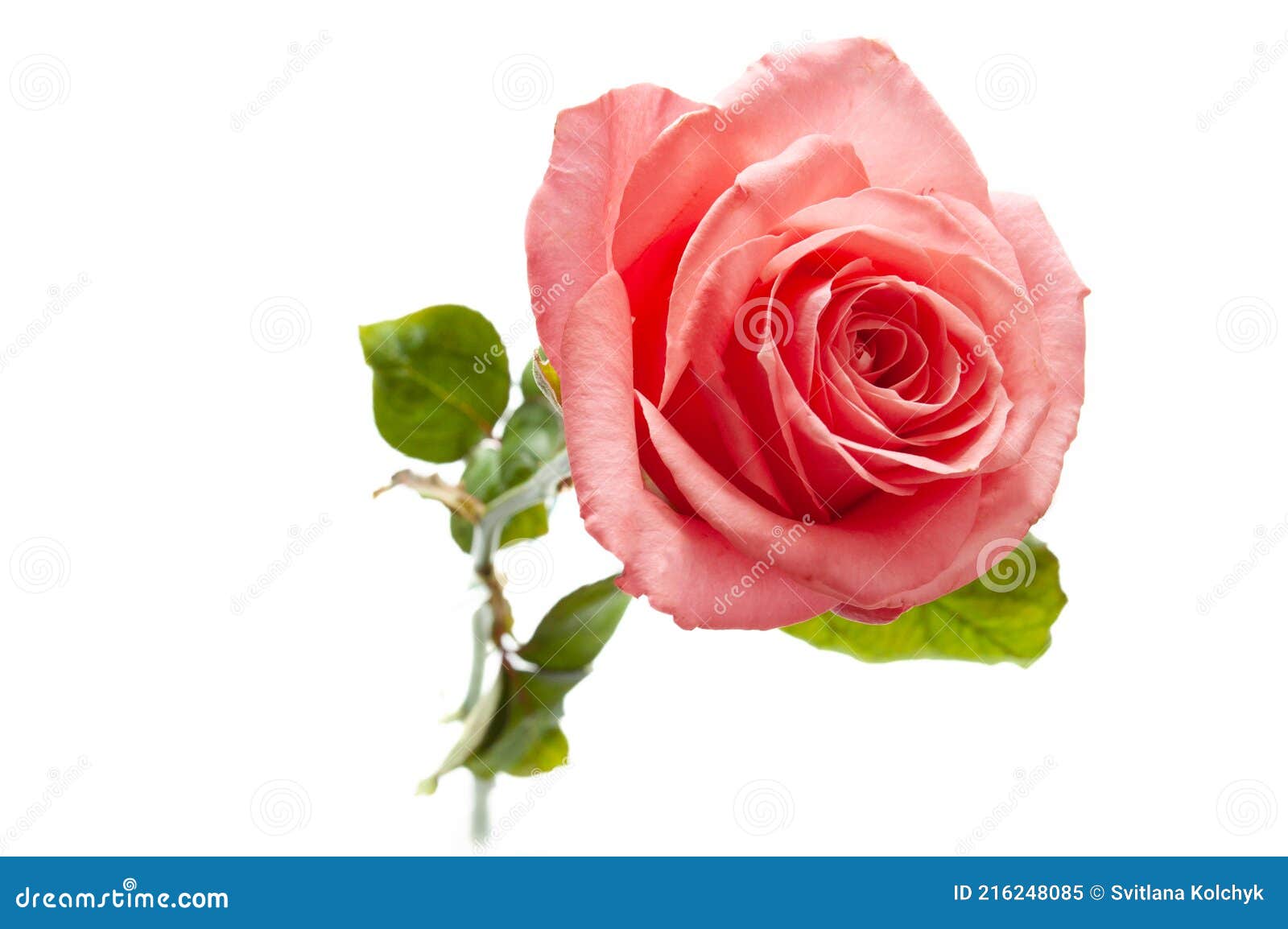Beautiful Pink Rose on White Background Stock Image - Image of ...