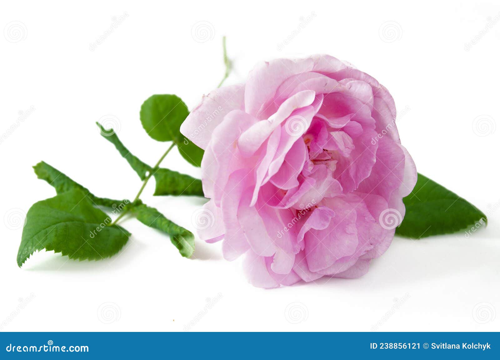 Beautiful Pink Rose on White Background Stock Image - Image of holiday ...