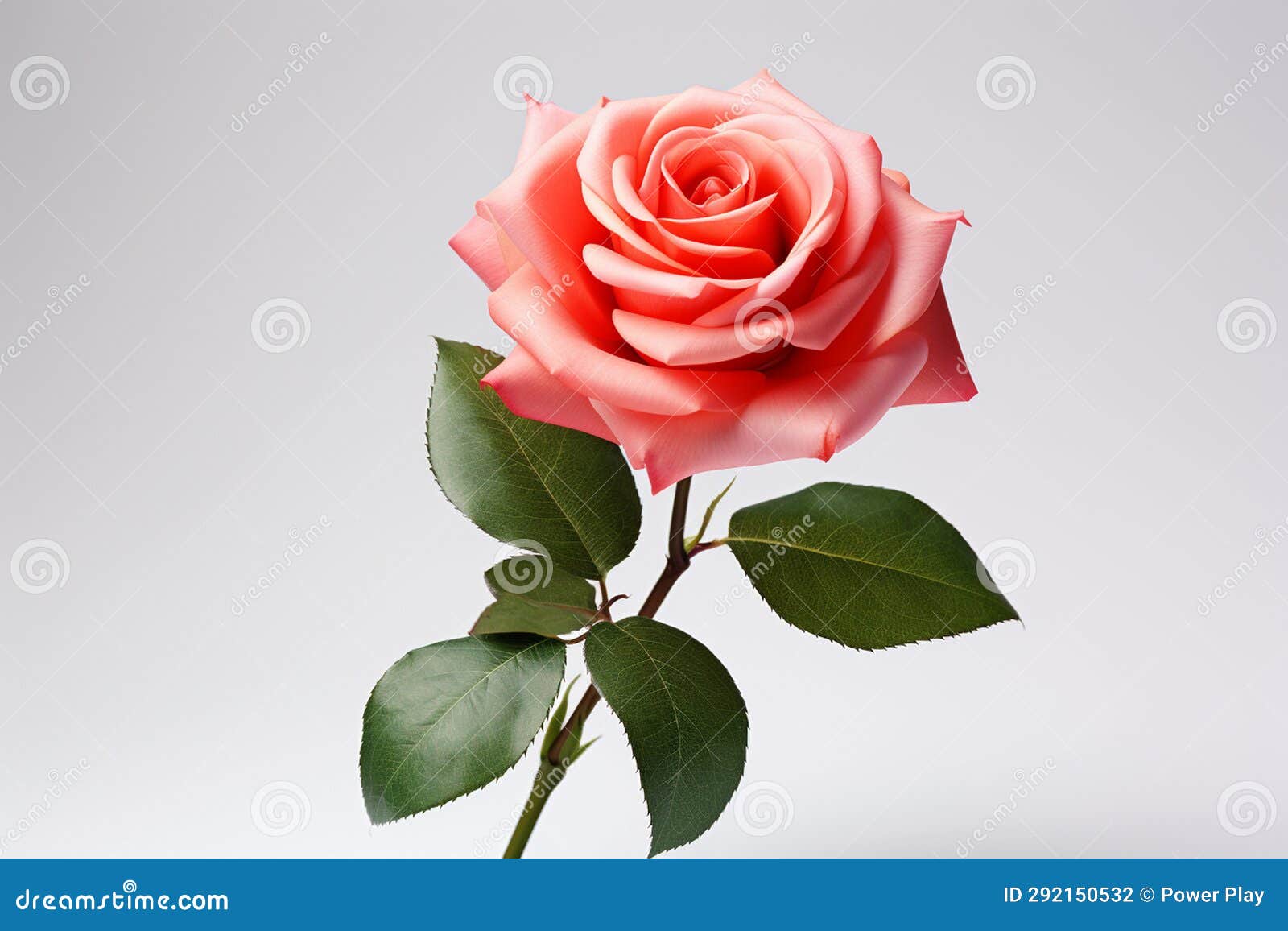 Beautiful Pink Rose on White Background. Studio Shot Stock Illustration ...