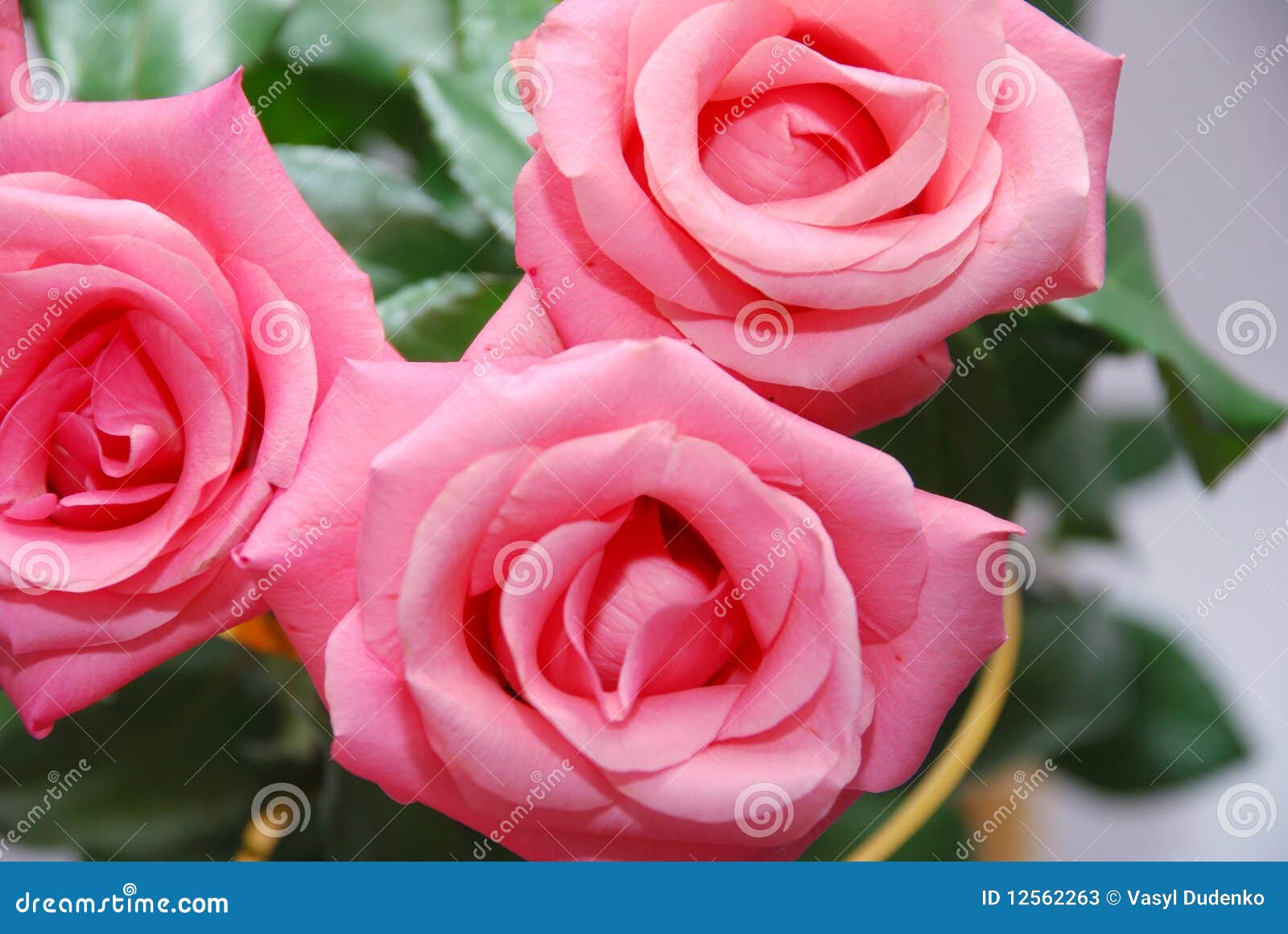 Beautiful pink roses stock image. Image of petal, flora - 12562263