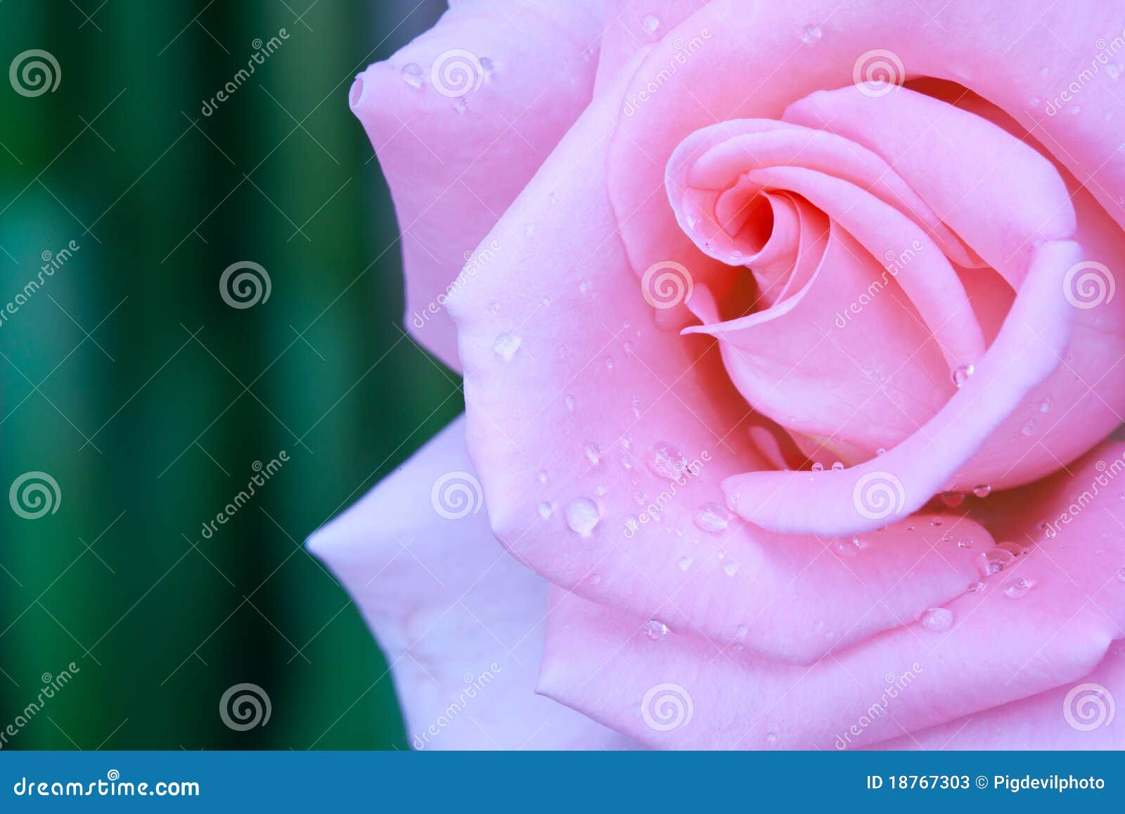 Beautiful pink roses stock image. Image of macro, nature - 18767303