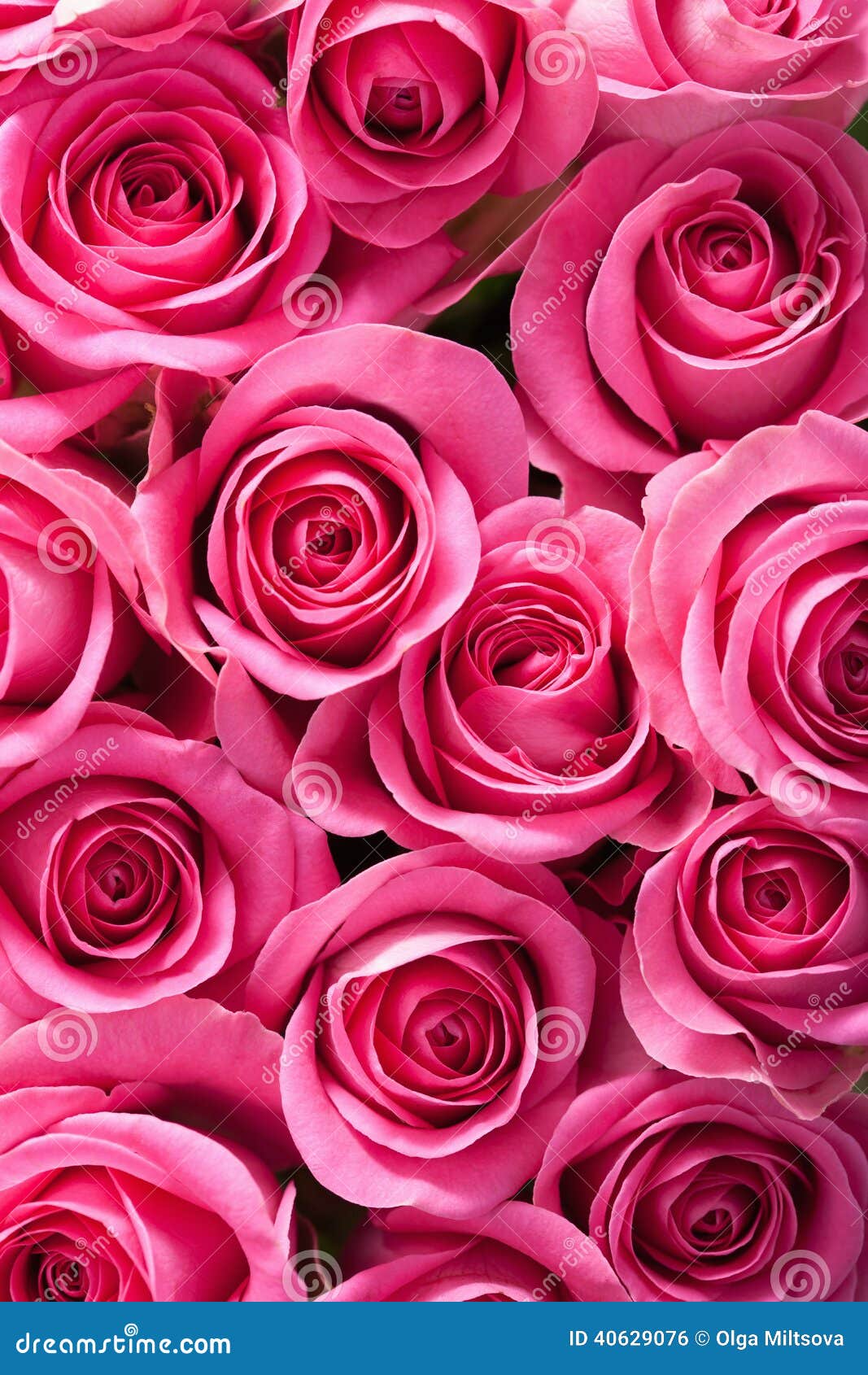 Beautiful Pink Roses Background Stock Photo - Image of flora, closeup ...