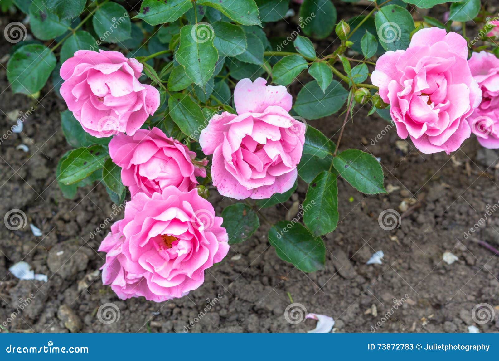 Beautiful Pink Roses Blooming in the Garden Stock Image - Image of ...
