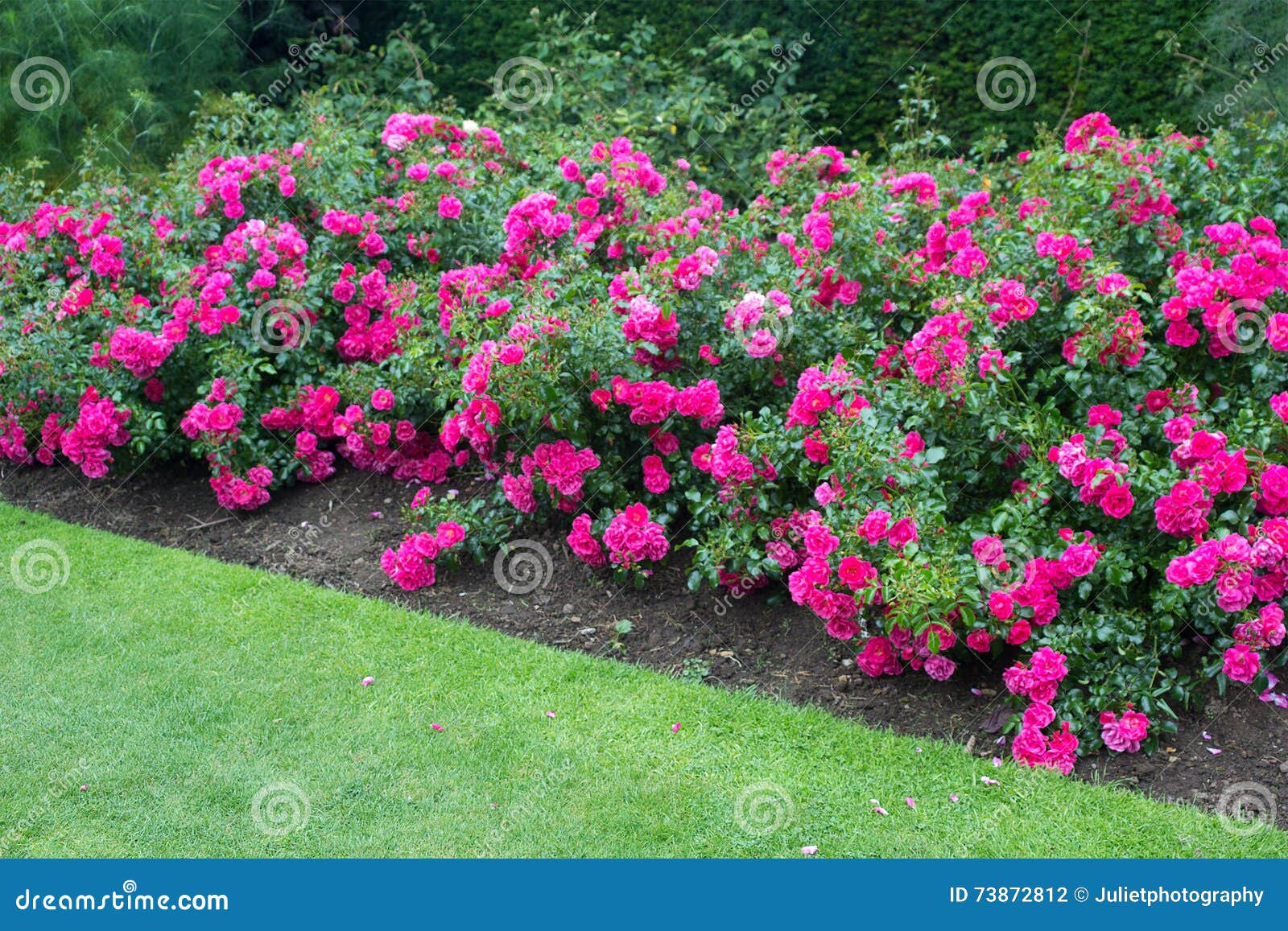 Beautiful Pink Roses Blooming in the Garden Stock Photo - Image of ...