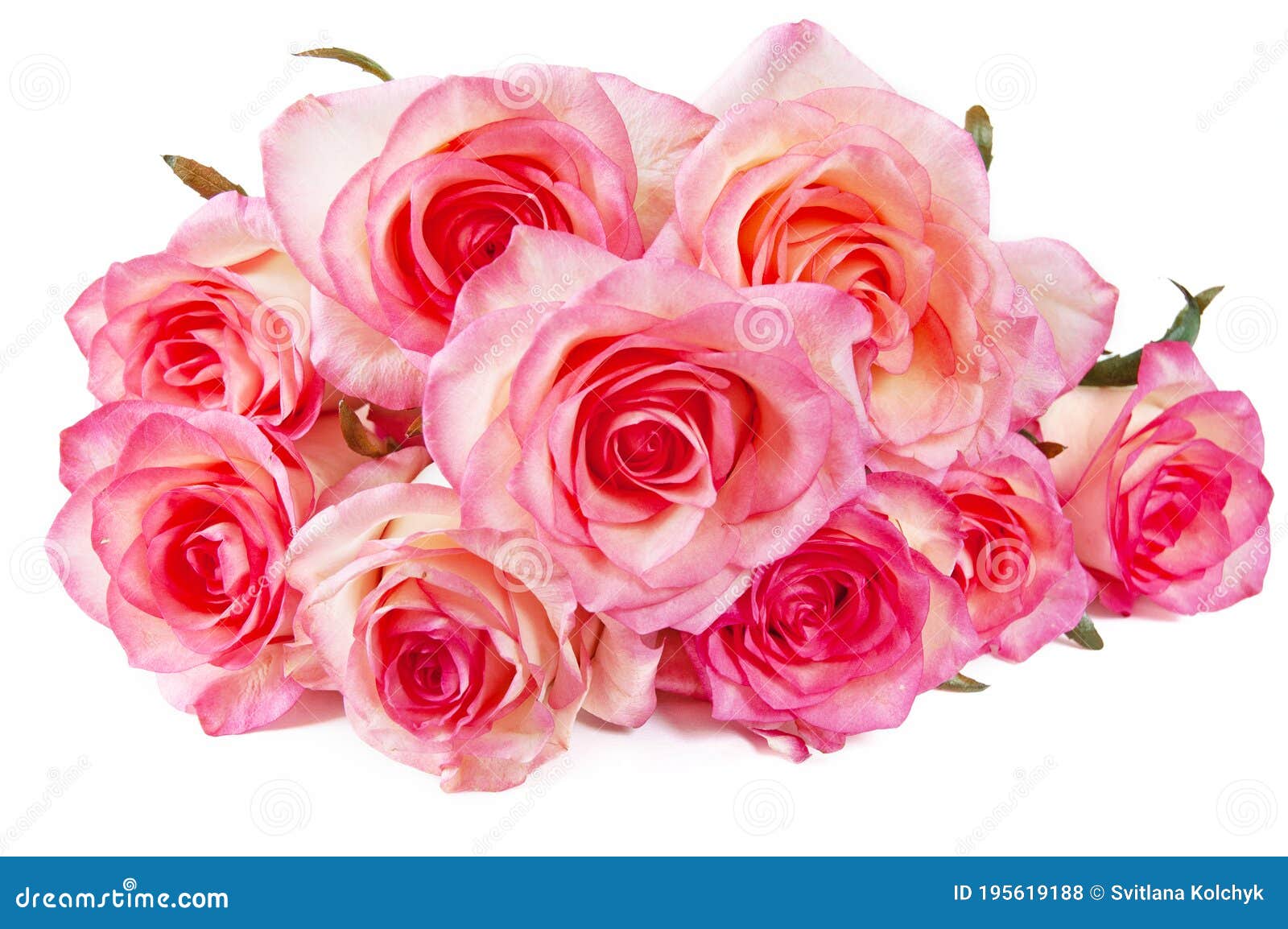 Beautiful Pink Roses Bunch Isolated on White Background Stock Photo ...
