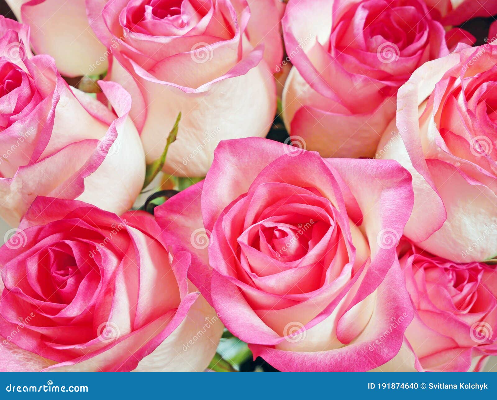 Beautiful pink roses bunch stock photo. Image of fresh - 191874640