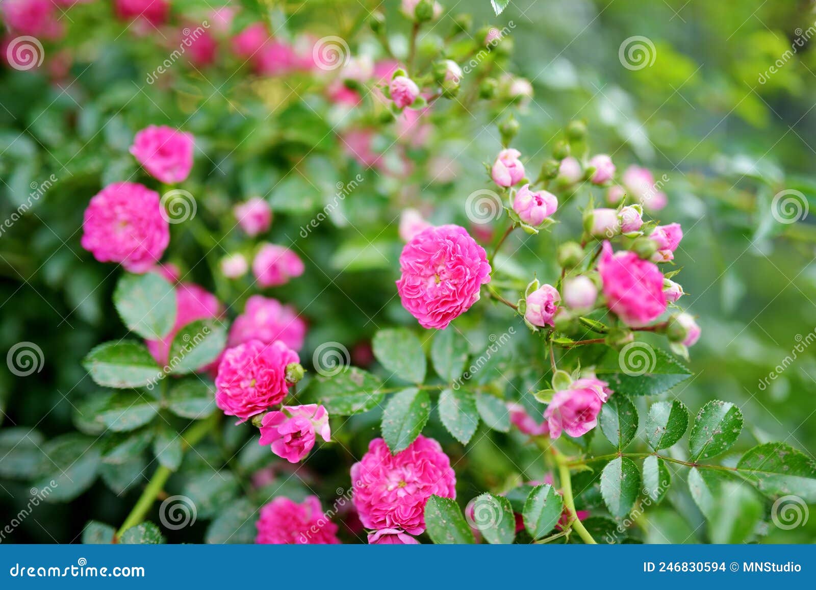 Beautiful Pink Roses Bush at the Backyard Stock Photo - Image of color ...