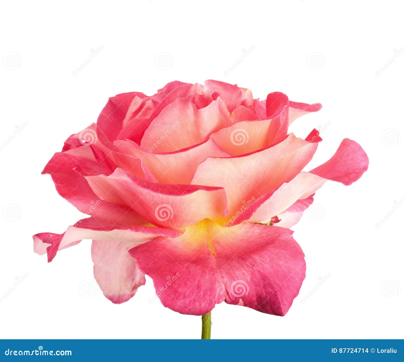 Beautiful Pink Roses for Design Isolated Stock Photo - Image of ...