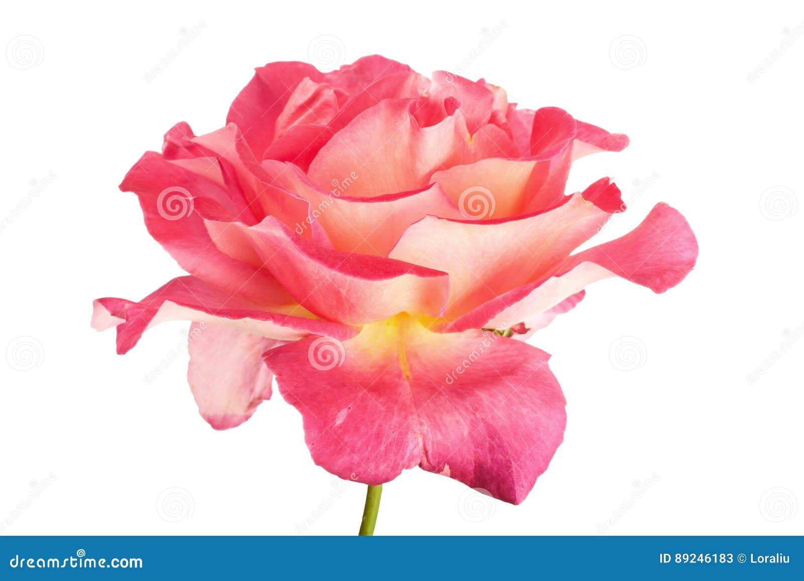 Beautiful Pink Roses for Design Isolated Stock Image - Image of green ...