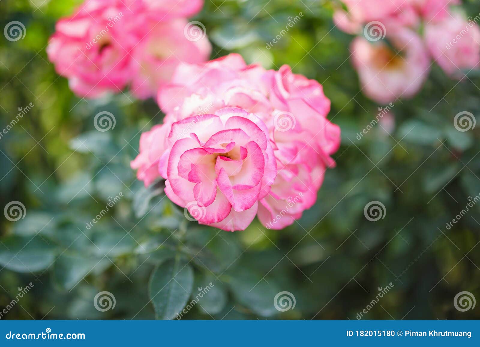 Beautiful Pink Roses Flower in the Garden Stock Photo - Image of ...