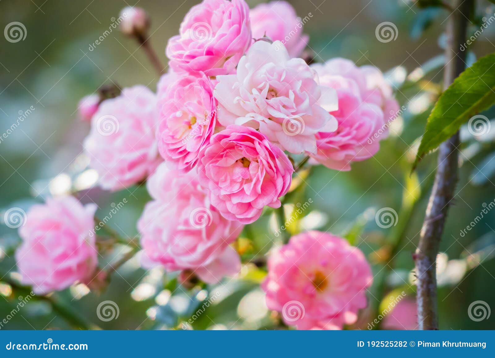 Beautiful Pink Roses Flower in the Garden Stock Photo - Image of roses ...